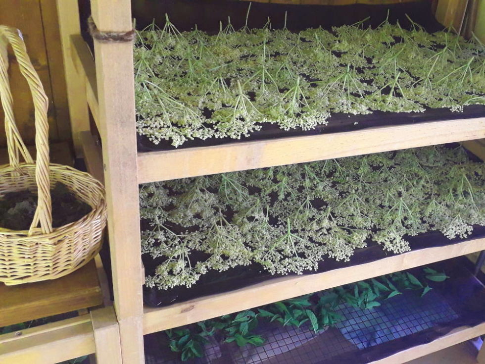 Phytotherapie – Praxisbegleitung | Shereida